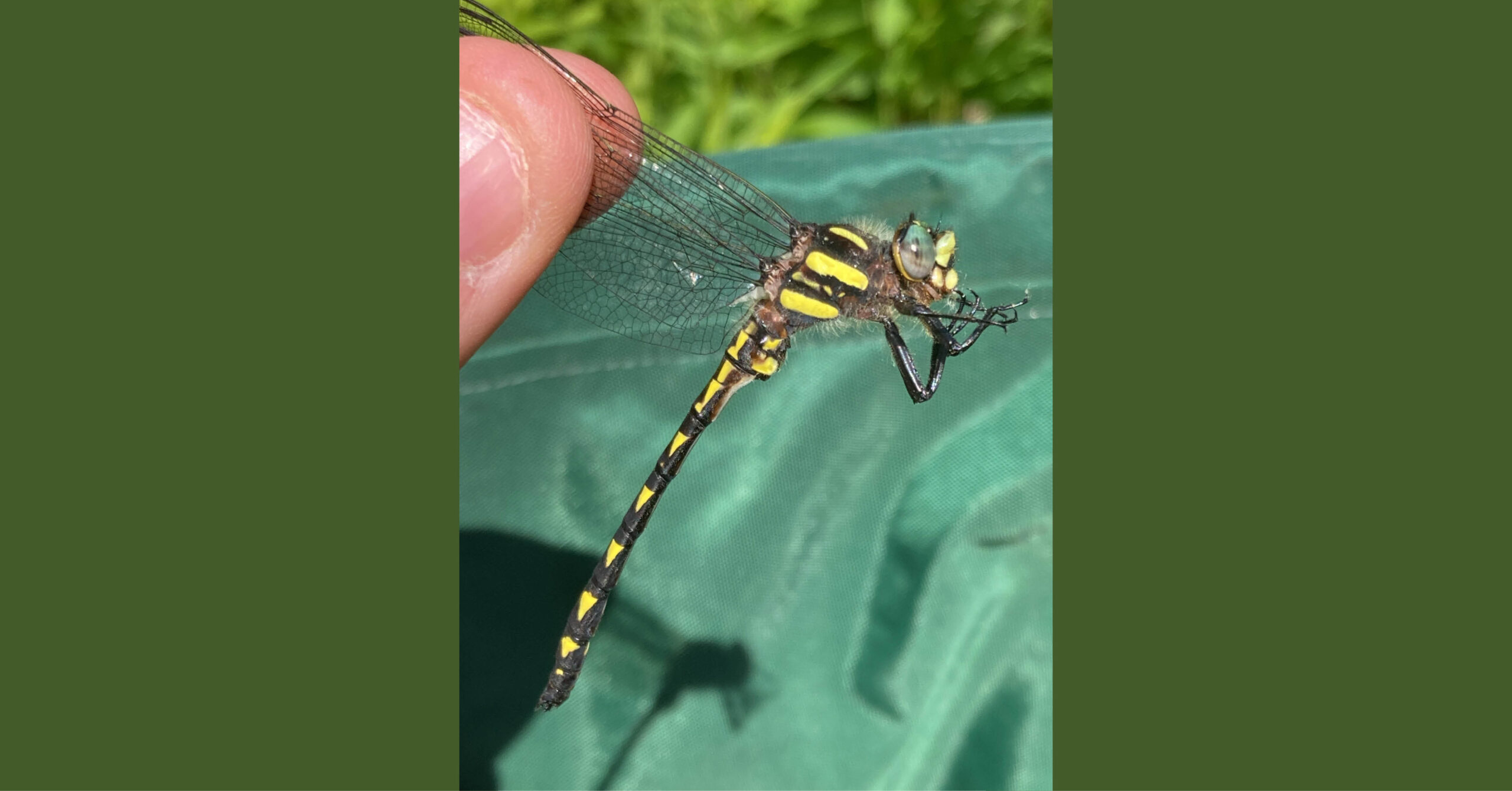 Odonata (Dragonfly & Damselfly) Survey Blitz: A Community Science ...
