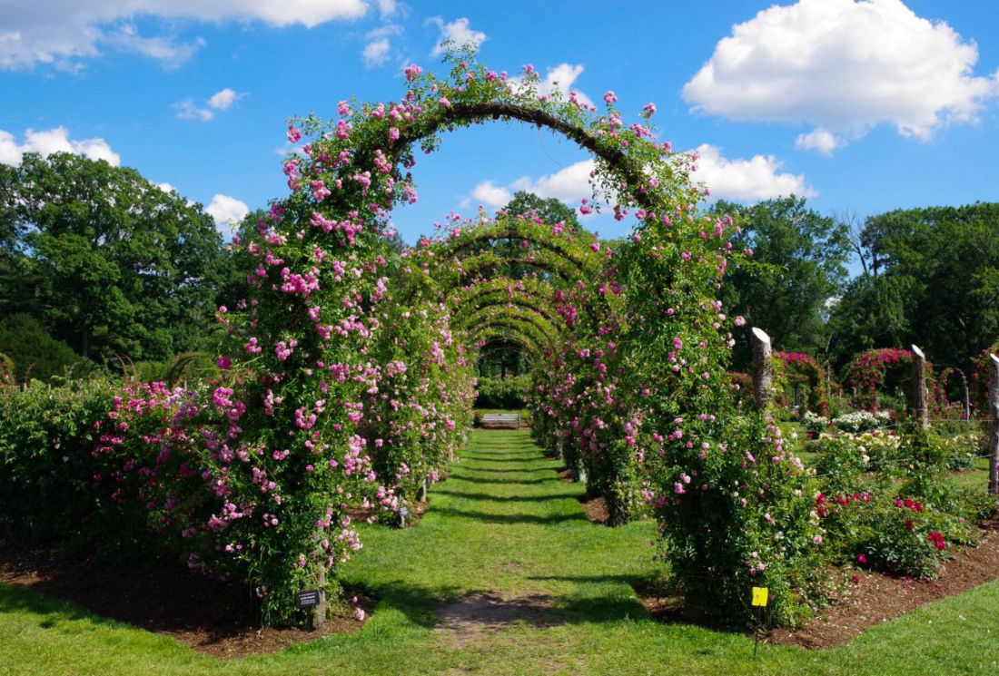 Elizabeth Park Conservancy Celebrates Annual Rose Weekend | Finding ...