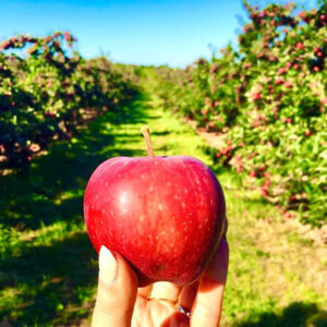 Lyman Orchards named Best Apple Orchard in the Nation by USA TODAY ...